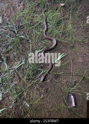Coastal House Snake (Mesotes strigatus Stock Photo - Alamy