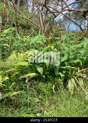 Yellow ginger (Hedychium flavescens Stock Photo - Alamy