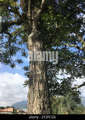Andean Walnut (Juglans neotropica Stock Photo - Alamy