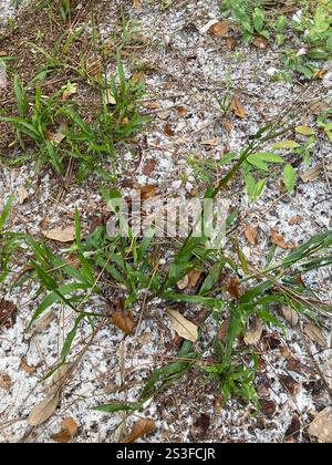 Thin Paspalum (Paspalum setaceum Stock Photo - Alamy
