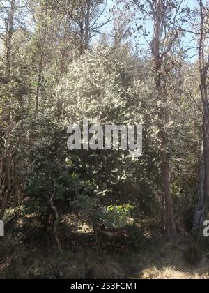 Mountain Needlewood (Hakea lissosperma Stock Photo - Alamy