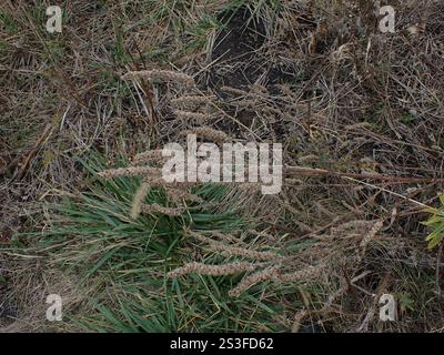 Sumpweed (Iva annua Stock Photo - Alamy