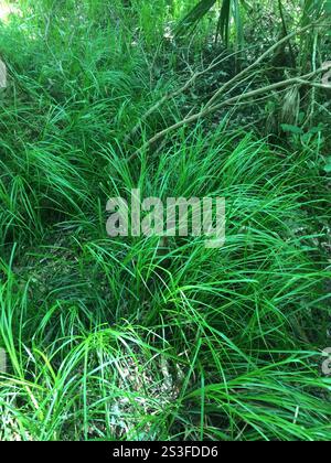 Cherokee sedge (Carex cherokeensis Stock Photo - Alamy