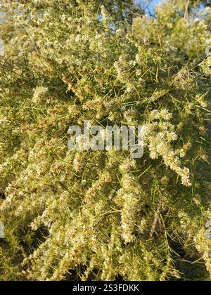 Singlewhorl Burrobrush (Ambrosia monogyra Stock Photo - Alamy