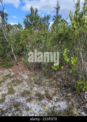 Largeflower False Rosemary (Conradina grandiflora Stock Photo - Alamy