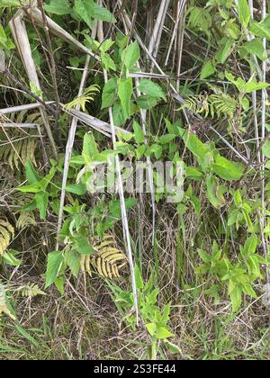 Whiteweed (Austroeupatorium inulifolium Stock Photo - Alamy