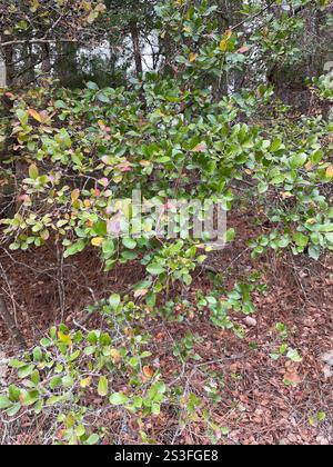 sparkleberry (Vaccinium arboreum Stock Photo - Alamy