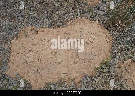 Cape Dune Molerat (Bathyergus suillus Stock Photo - Alamy