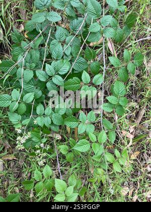 South African Raspberry (Rubus pinnatus Stock Photo - Alamy