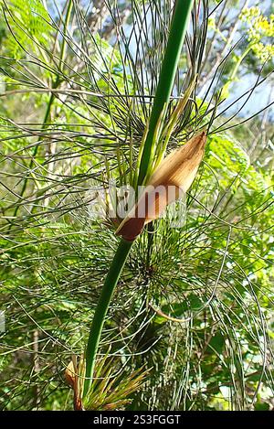 Broom reed (Elegia capensis Stock Photo - Alamy