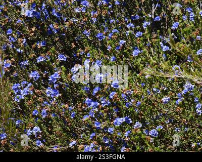 Rough Halgania (Halgania cyanea Stock Photo - Alamy