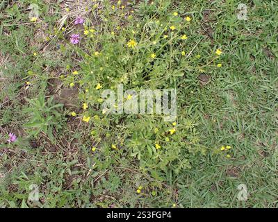 African buttercup (Ranunculus multifidus Stock Photo - Alamy