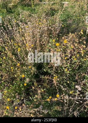 Great Valley gumweed (Grindelia camporum Stock Photo - Alamy