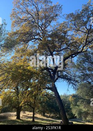 Jolon Oak (Quercus × jolonensis Stock Photo - Alamy