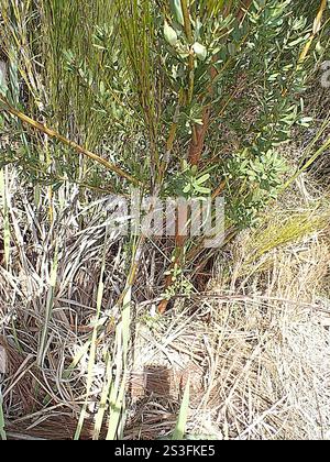 Broom reed (Elegia capensis Stock Photo - Alamy