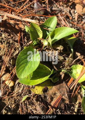 downy blue violet (Viola fimbriatula Stock Photo - Alamy