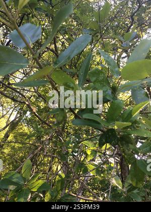 Nyssa ogeche Nyssa ogeche Stock Photo - Alamy