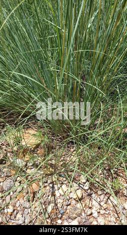 Narrowleaf Turpentine Grass (Cymbopogon pospischilii Stock Photo - Alamy