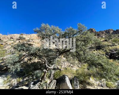 Mexican blue oak (Quercus oblongifolia) Plantae Stock Photo - Alamy