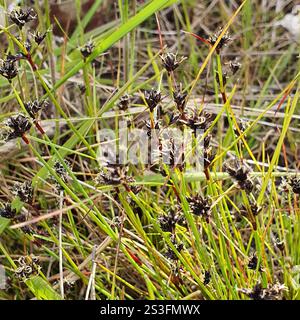 common bog-rush (Schoenus apogon Stock Photo - Alamy
