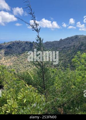 Bermuda juniper (Juniperus bermudiana Stock Photo - Alamy