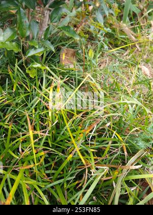 Baldwin's Flatsedge (Cyperus croceus Stock Photo - Alamy