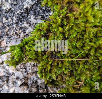 Bird's-foot Wing-moss (Nogopterium gracile), Plantae, A Coruña, Spain ...