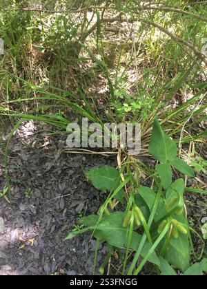 bristly sedge (Carex comosa Stock Photo - Alamy