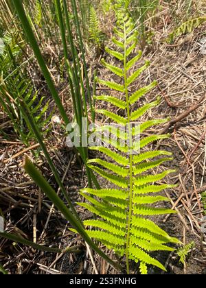 Swamp Shield-fern (Cyclosorus interruptus Stock Photo - Alamy