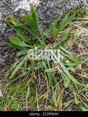 Oregon Gumplant (Grindelia stricta Stock Photo - Alamy