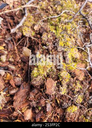 Southern Ant (Chelaner antarcticus Stock Photo - Alamy