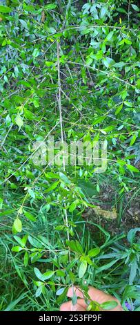 (Coprosma × cunninghamii Stock Photo - Alamy
