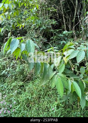 spiked pepper (Piper aduncum Stock Photo - Alamy