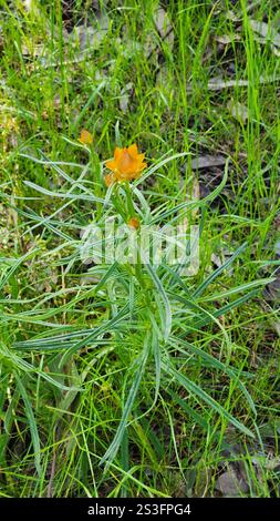 sticky everlasting (Xerochrysum viscosum Stock Photo - Alamy