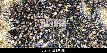 Little Black Mussel (Xenostrobus neozelanicus) Mollusca Stock Photo - Alamy