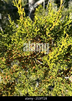 Tecate cypress (Hesperocyparis forbesii Stock Photo - Alamy