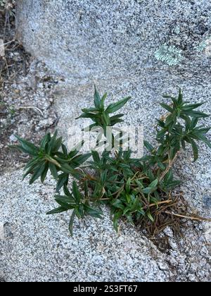 Rock Bush Monkeyflower (Diplacus calycinus Stock Photo - Alamy