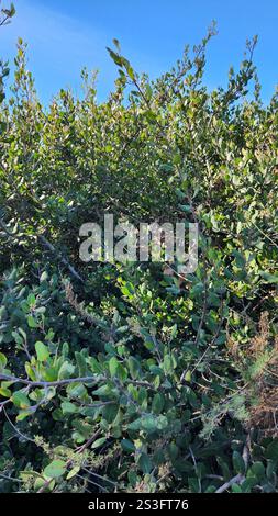 lemonade berry (Rhus integrifolia Stock Photo - Alamy