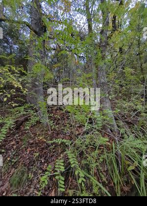 Texas Kidneywood (Eysenhardtia texana Stock Photo - Alamy