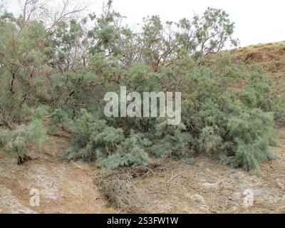 Wild Tamarisk (Tamarix usneoides Stock Photo - Alamy
