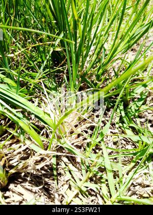 Fan Love Grass (Eragrostis plana Stock Photo - Alamy
