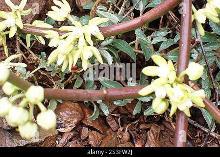 Caustic Vine (Cynanchum viminale Stock Photo - Alamy