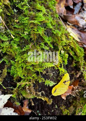 delicate fern moss (Thuidium delicatulum) Plantae Stock Photo - Alamy