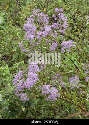 Elliott's aster (Symphyotrichum elliottii Stock Photo - Alamy