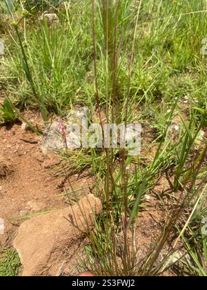 bristle-leaved red-top grass (Melinis nerviglumis) Plantae Stock Photo ...