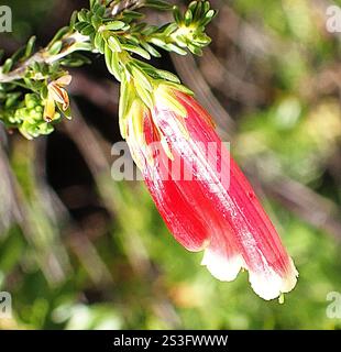Twotone Heath (Erica versicolor Stock Photo - Alamy