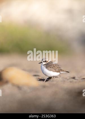 The Western Snowy Plover, a small shorebird, is known for its ...