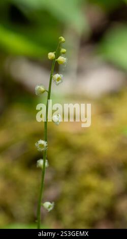 Spring woodland flower Bishop's Cap, Mitella diphylla, with a long ...