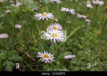 humble flowers in the forest during spring Stock Photo - Alamy