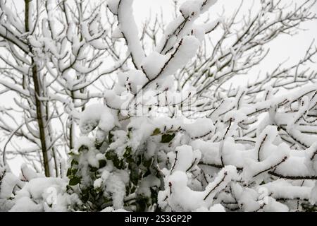 Schneebedeckte Aeste in Aachen am 9. Januar 2025. GERMANY - AACHEN ...